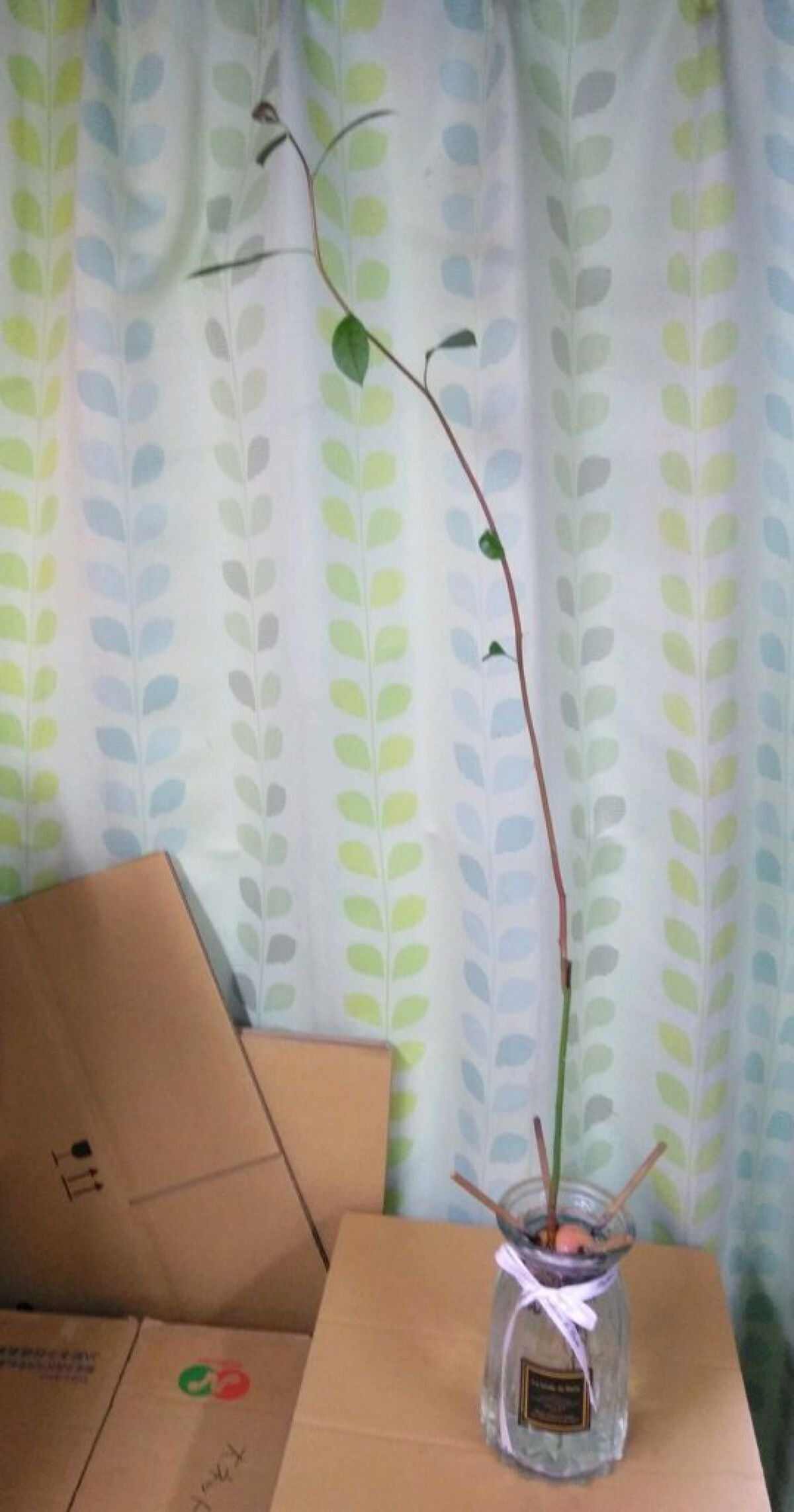 ガラス花瓶|daisoの口コミ 超優秀!100均で買えるおすすめコスメ!父のアボカドくん🥑、摘芯したのにまたまた物凄く伸びてしまって、手に