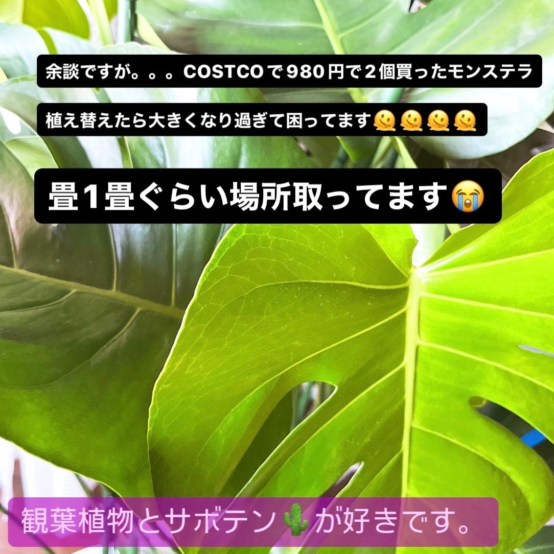 【2024年冬新作スキンケア】レチノバリアミスト|コルミーの口コミ 乾燥肌におすすめのスキンケア!保湿ミストが欠かせない!!オススメあるよ