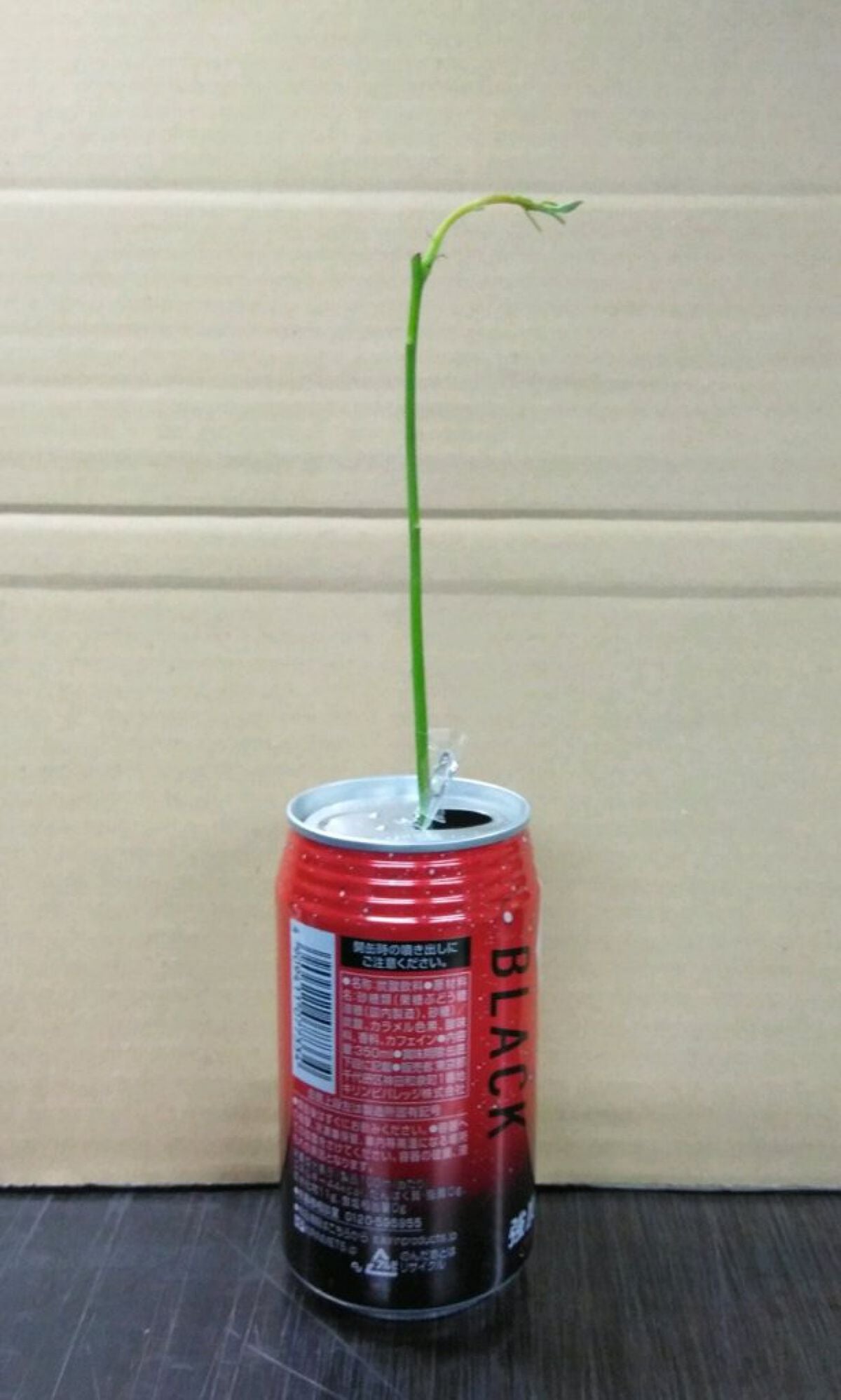 ガラス花瓶|daisoの口コミ 超優秀!100均で買えるおすすめコスメ!父のアボカドくん🥑です 摘芯した所から新芽が出ましたo