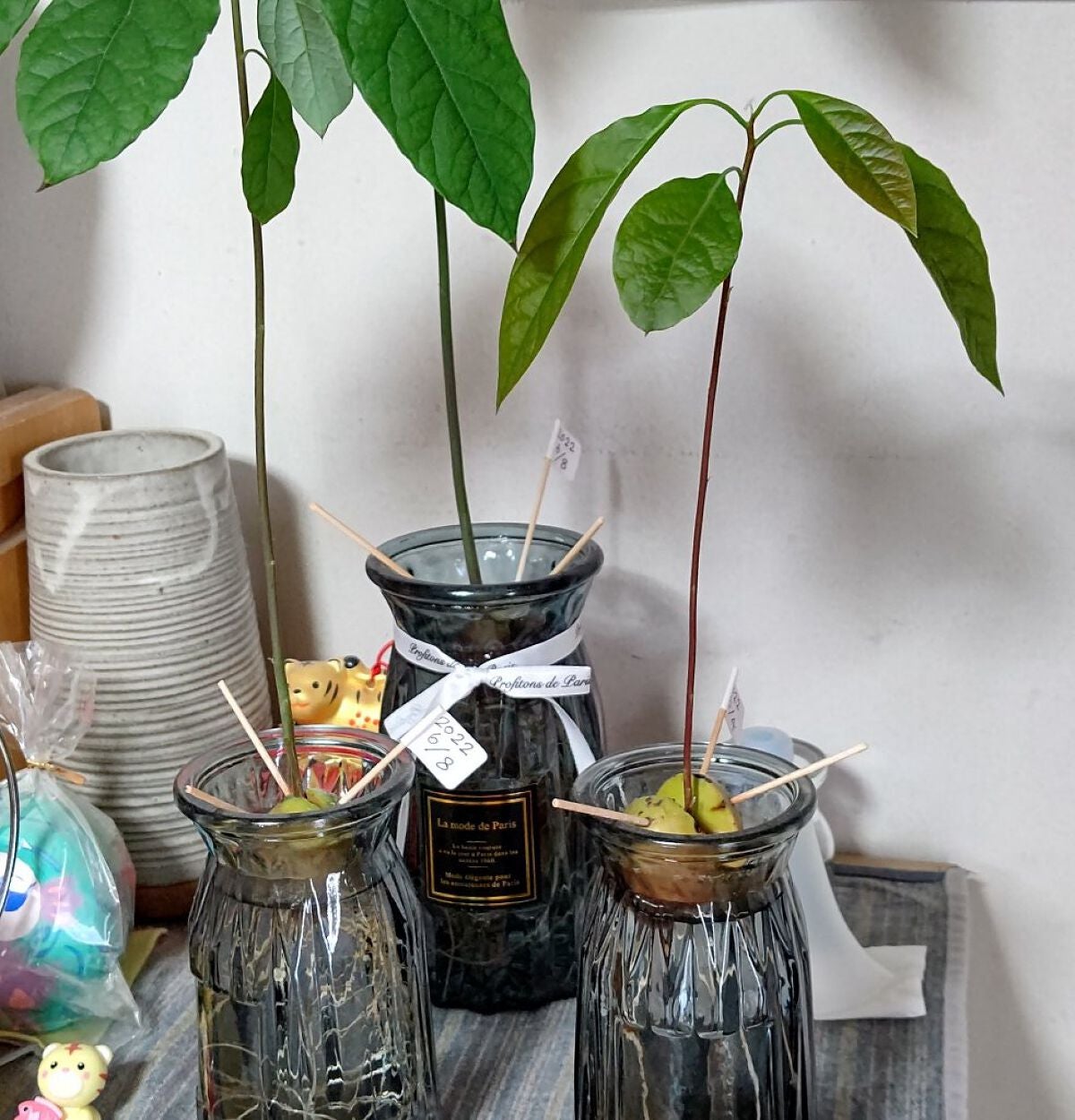 ガラス花瓶|daisoの口コミ 超優秀!100均で買えるおすすめコスメ!双幹の1号くん🥑、片方の茎が伸びずに枯れてしまいましたtt