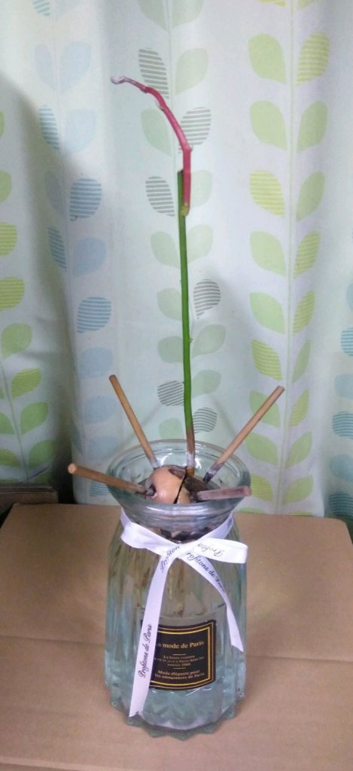 ガラス花瓶|daisoの口コミ 超優秀!100均で買えるおすすめコスメ!父のアボカドくん🥑です 摘芯した所から新芽が出ましたo